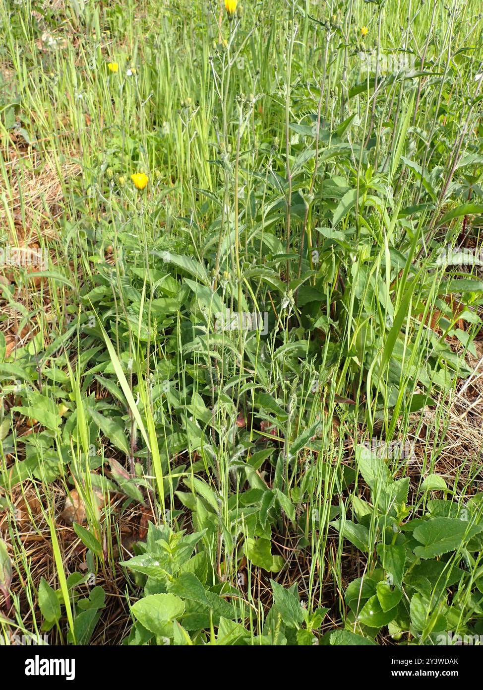 common hawkweed (Hieracium lachenalii) Plantae Stock Photo - Alamy