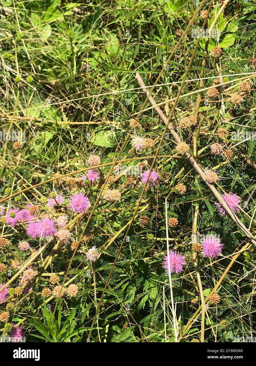 littleleaf sensitive-briar (Mimosa microphylla) Plantae Stock Photo - Alamy