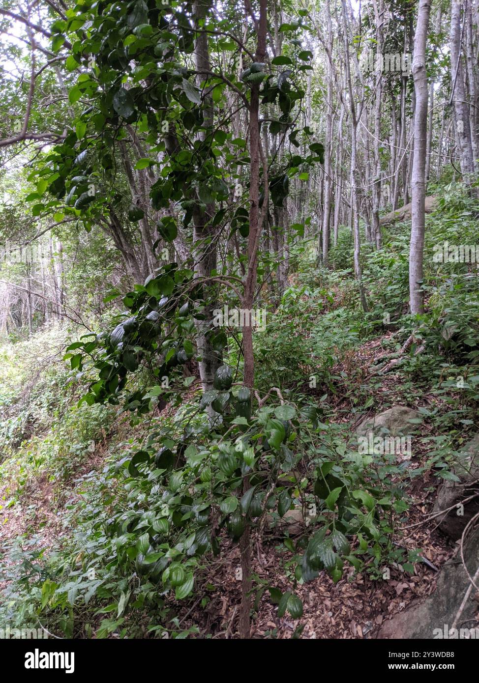 Broad Leaved Native Cherry (Exocarpos latifolius) Plantae Stock Photo ...