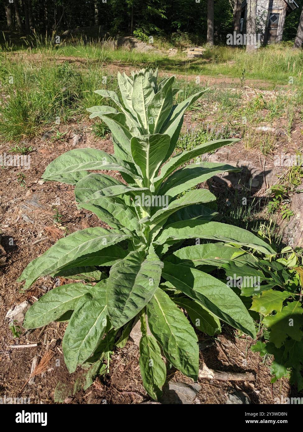 great mullein (Verbascum thapsus) Plantae Stock Photo - Alamy