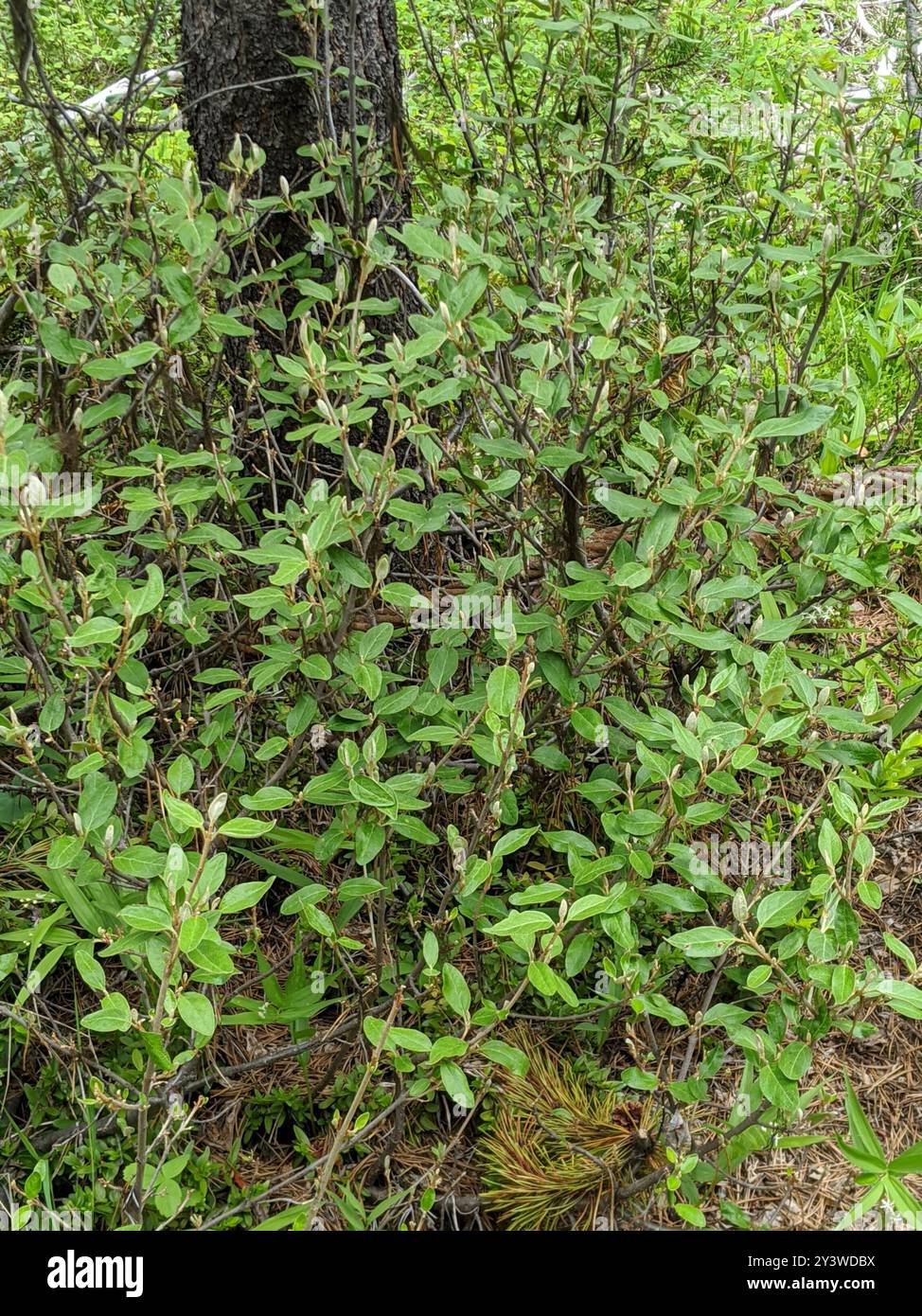 Canadian buffalo-berry (Shepherdia canadensis) Plantae Stock Photo - Alamy