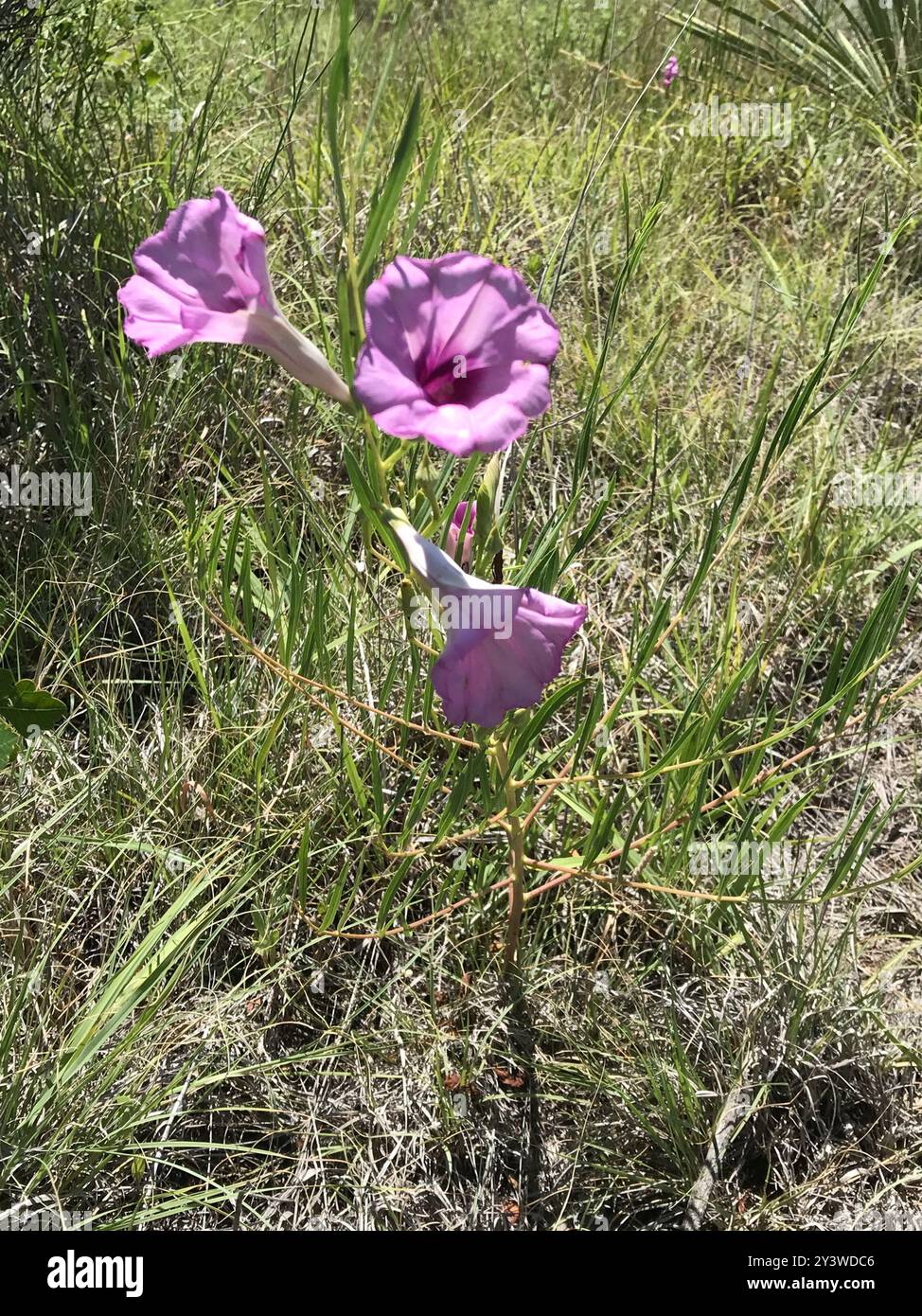 Bush Morning-glory (Ipomoea leptophylla) Plantae Stock Photo - Alamy