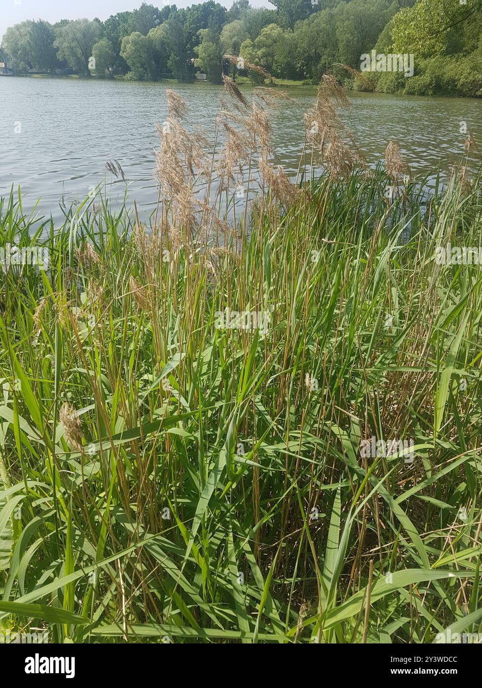 common reed (Phragmites australis) Plantae Stock Photo - Alamy