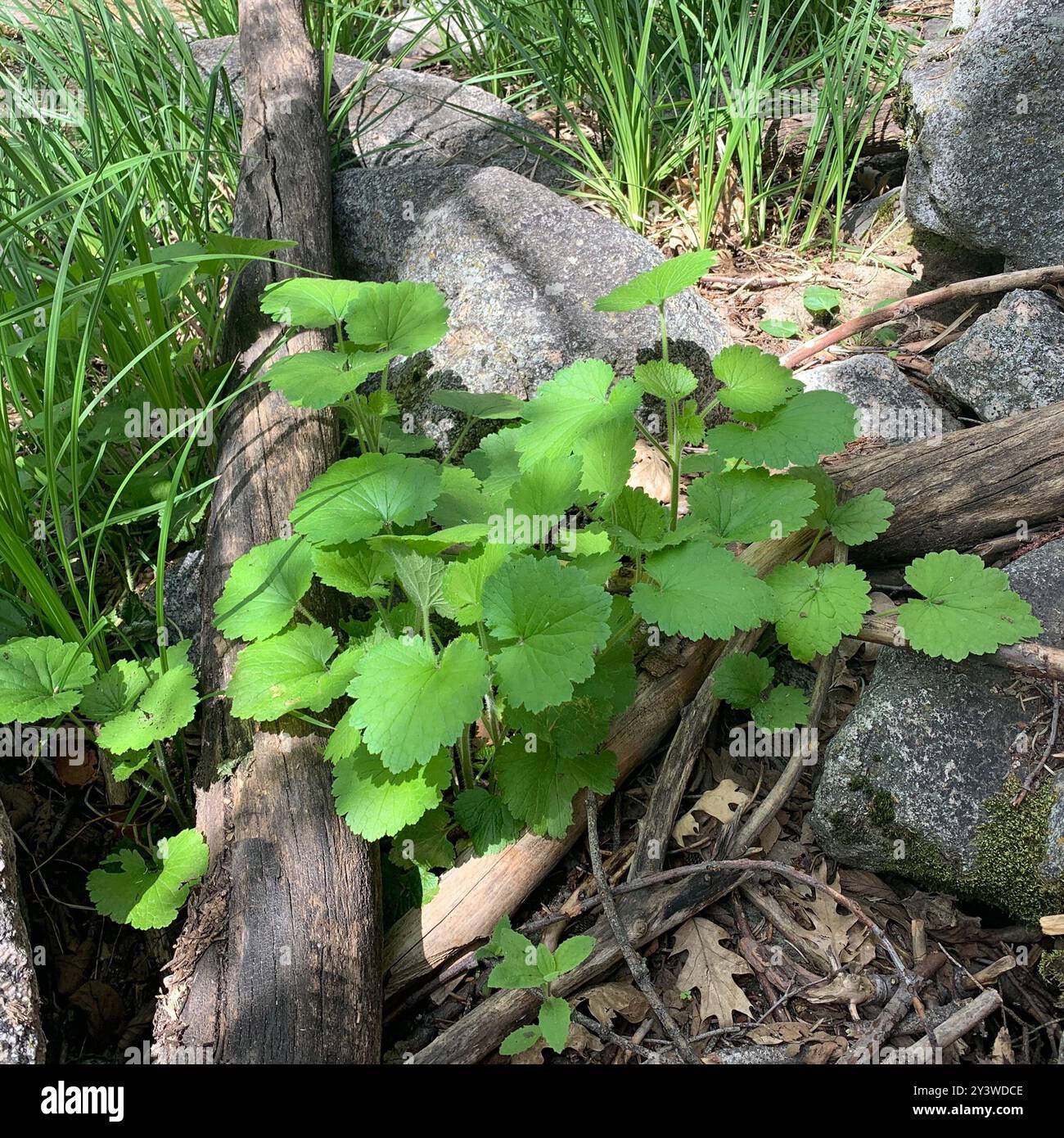 plants (Plantae) Plantae Stock Photo - Alamy