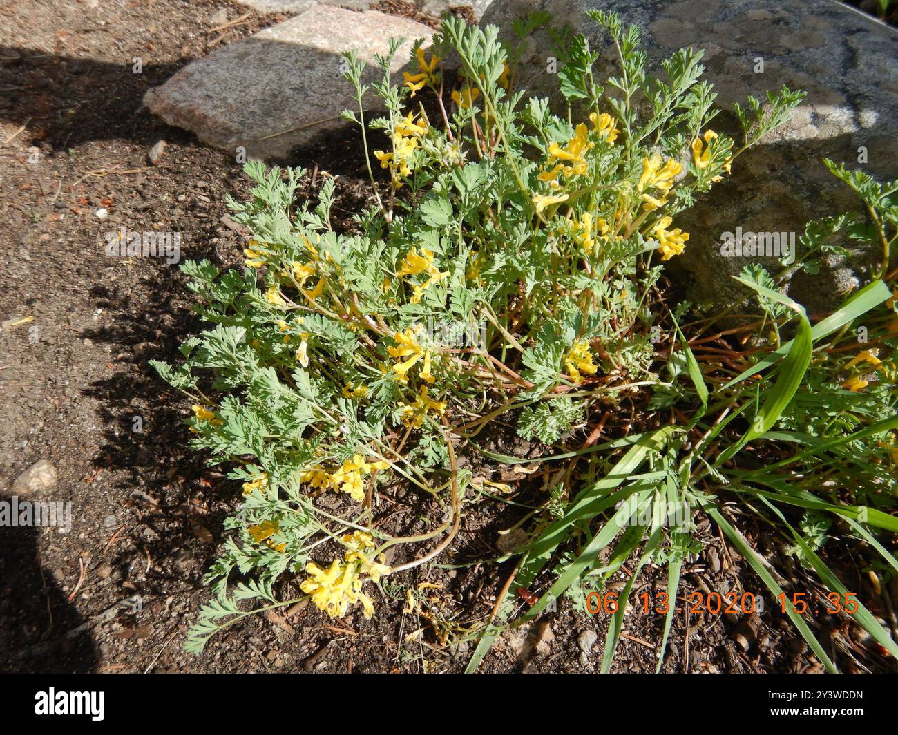 golden corydalis (Corydalis aurea) Plantae Stock Photo - Alamy