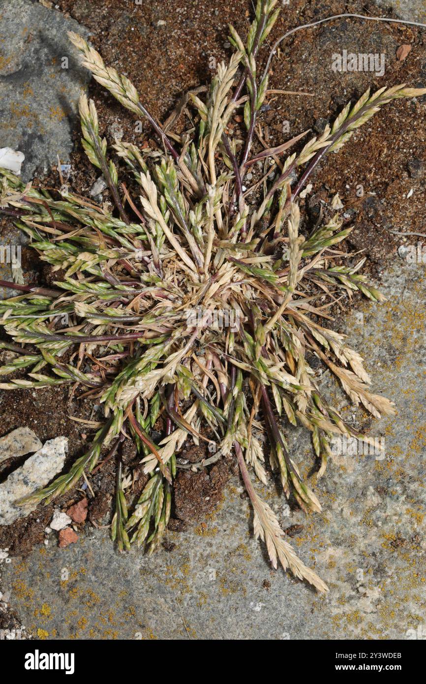 Sea Fern-grass (Catapodium marinum) Plantae Stock Photo - Alamy