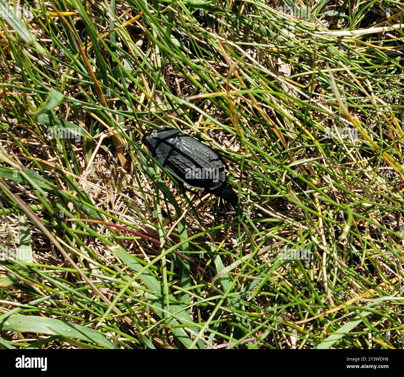 Garden Carrion Beetle (Heterosilpha ramosa) Insecta Stock Photo - Alamy