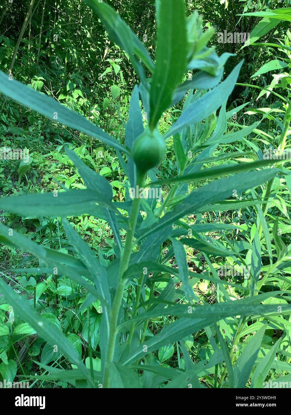 Goldenrod Gall Fly (Eurosta solidaginis) Insecta Stock Photo - Alamy