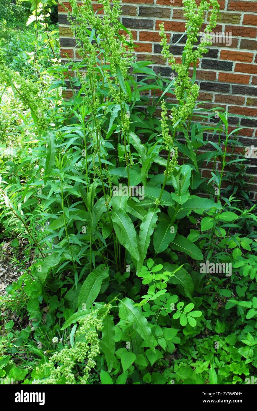 Patience Dock (Rumex patientia) Plantae Stock Photo - Alamy