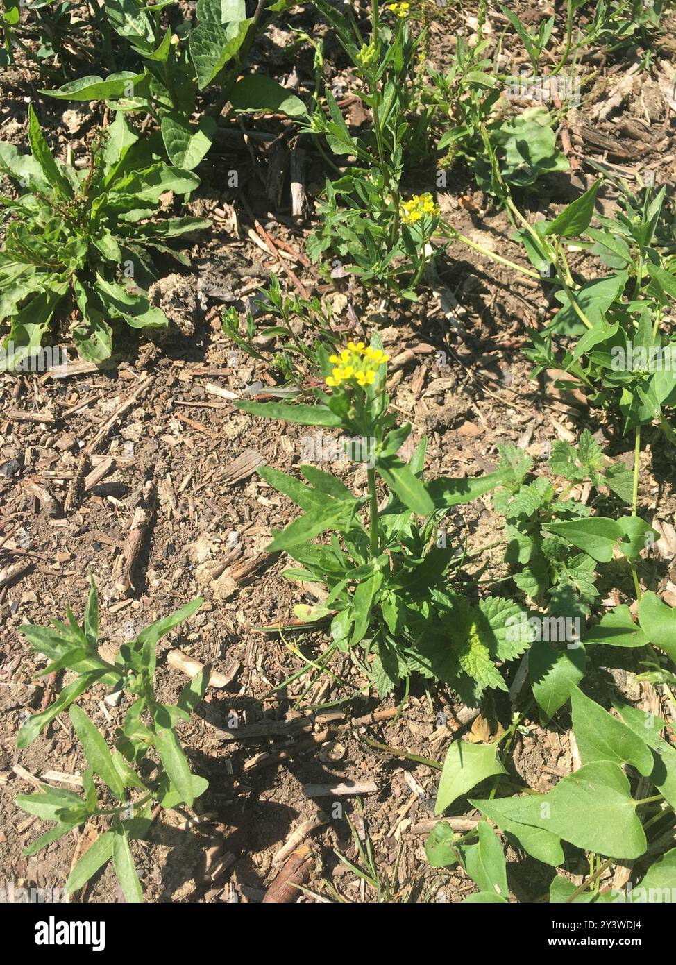 London rocket (Sisymbrium irio) Plantae Stock Photo - Alamy