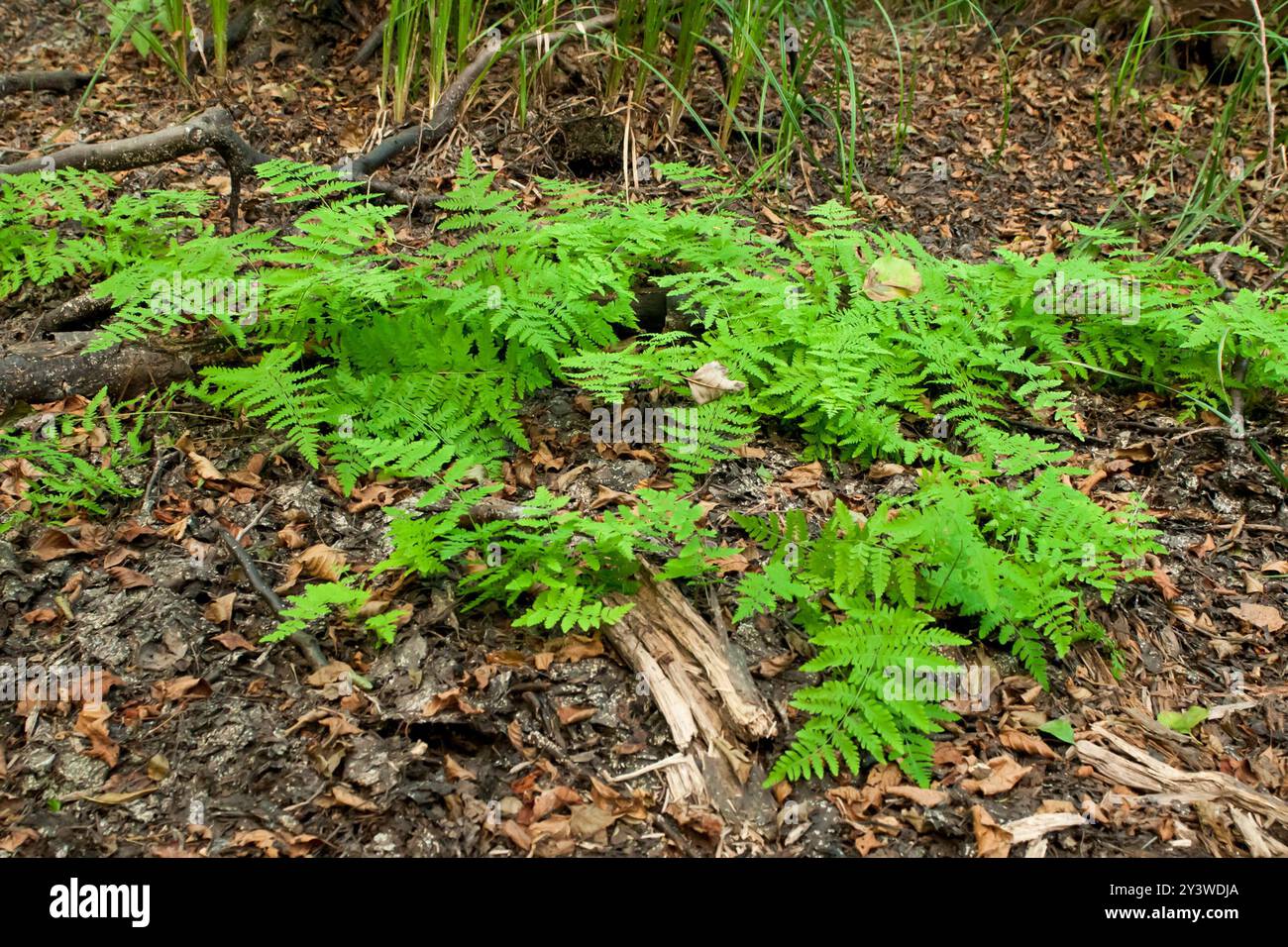 marsh fern (Thelypteris palustris) Plantae Stock Photo - Alamy