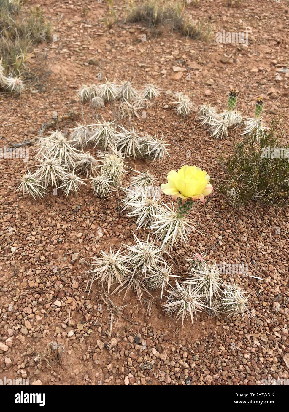 Club-cholla (Grusonia clavata) Plantae Stock Photo - Alamy