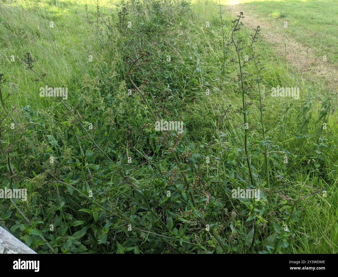 Water Figwort (Scrophularia auriculata) Plantae Stock Photo - Alamy