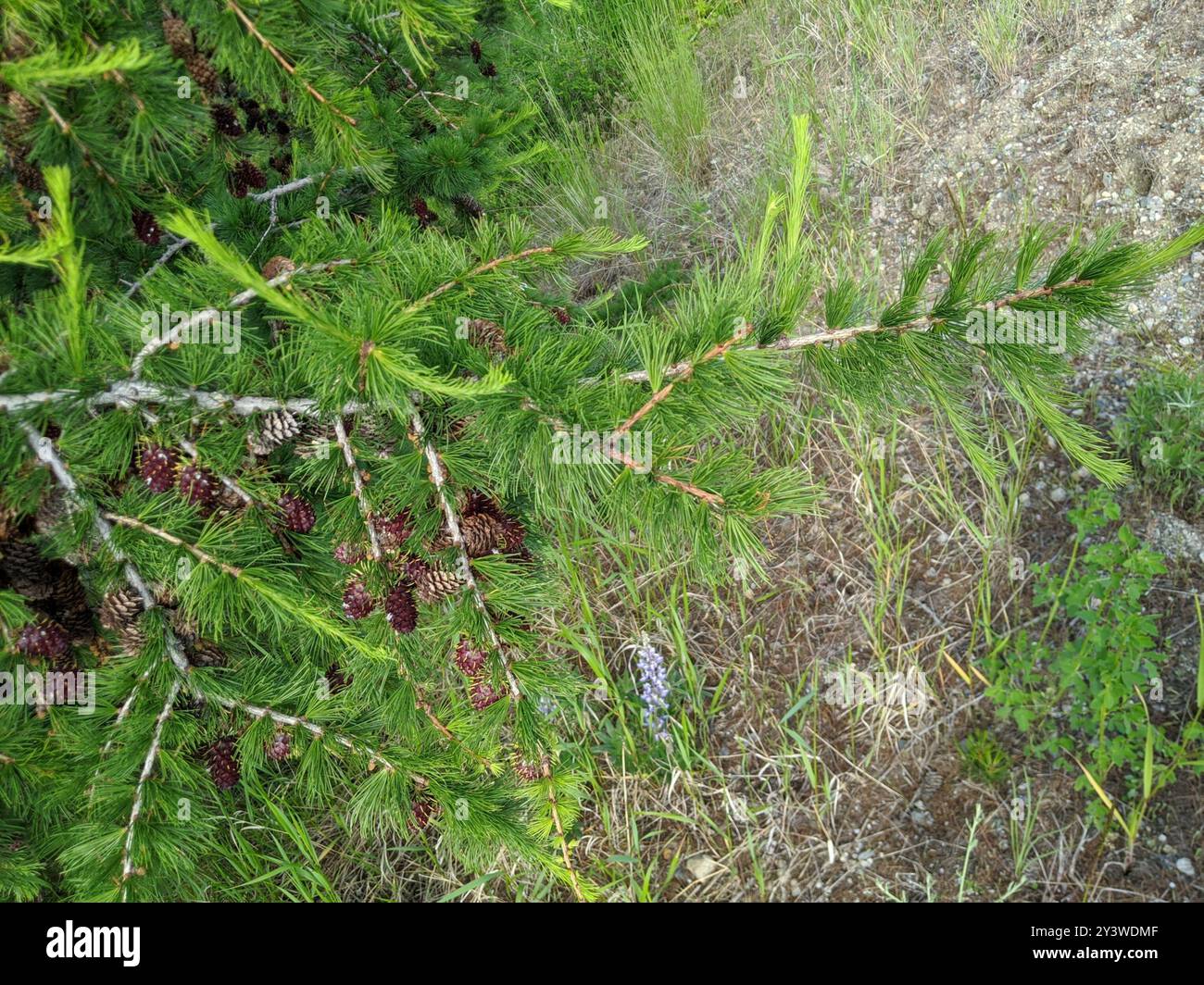 western larch (Larix occidentalis) Plantae Stock Photo - Alamy
