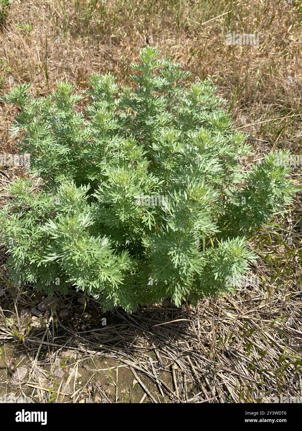 absinthe wormwood (Artemisia absinthium) Plantae Stock Photo - Alamy