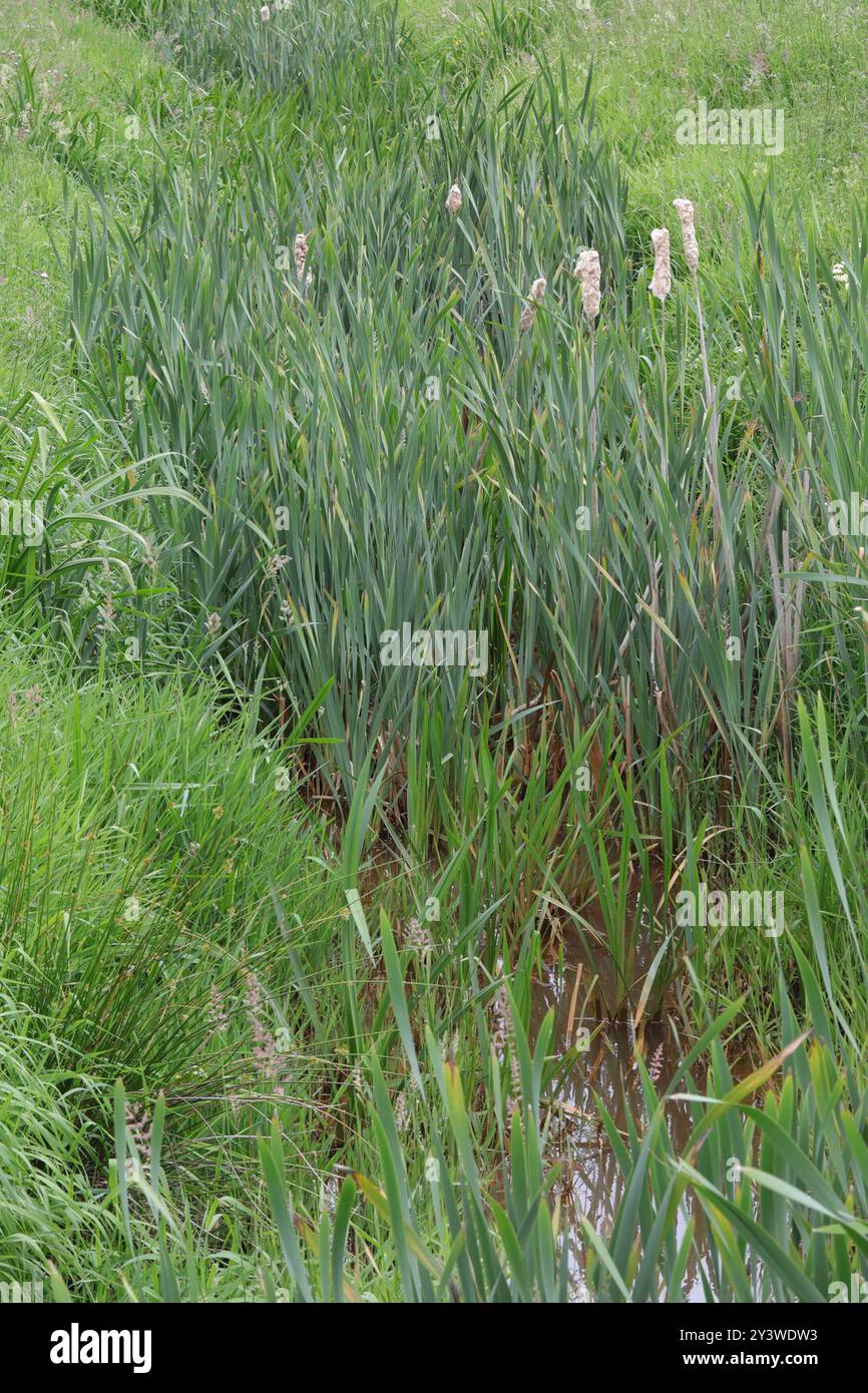 broadleaf cattail (Typha latifolia) Plantae Stock Photo - Alamy