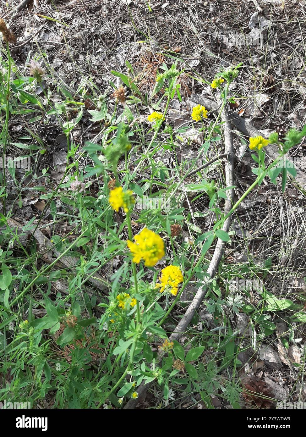 sickle alfalfa (Medicago falcata) Plantae Stock Photo - Alamy