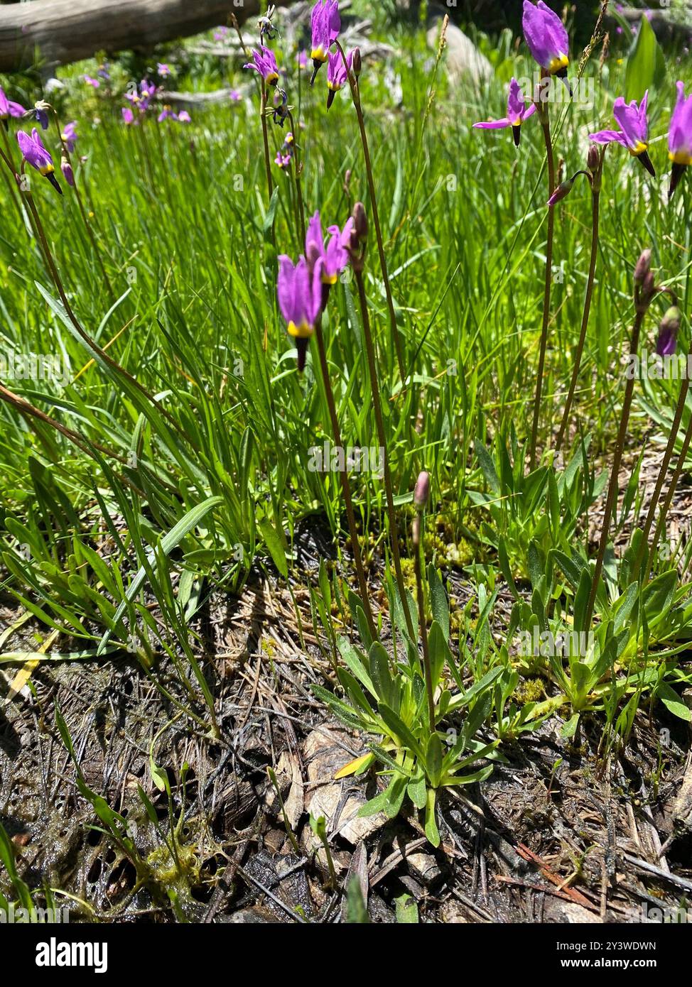 alpine shooting star (Primula tetrandra) Plantae Stock Photo - Alamy