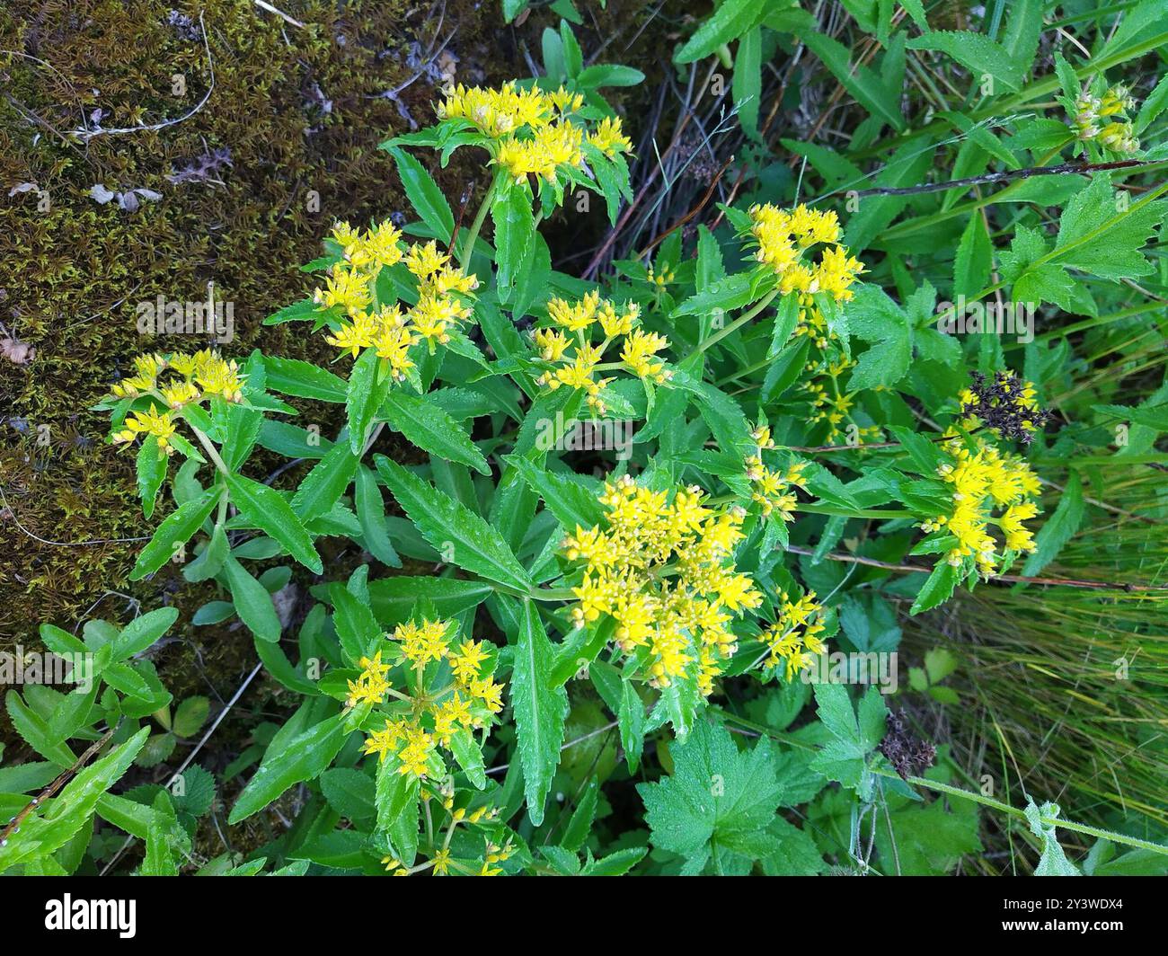 Aizoon Stonecrop (Phedimus aizoon) Plantae Stock Photo - Alamy