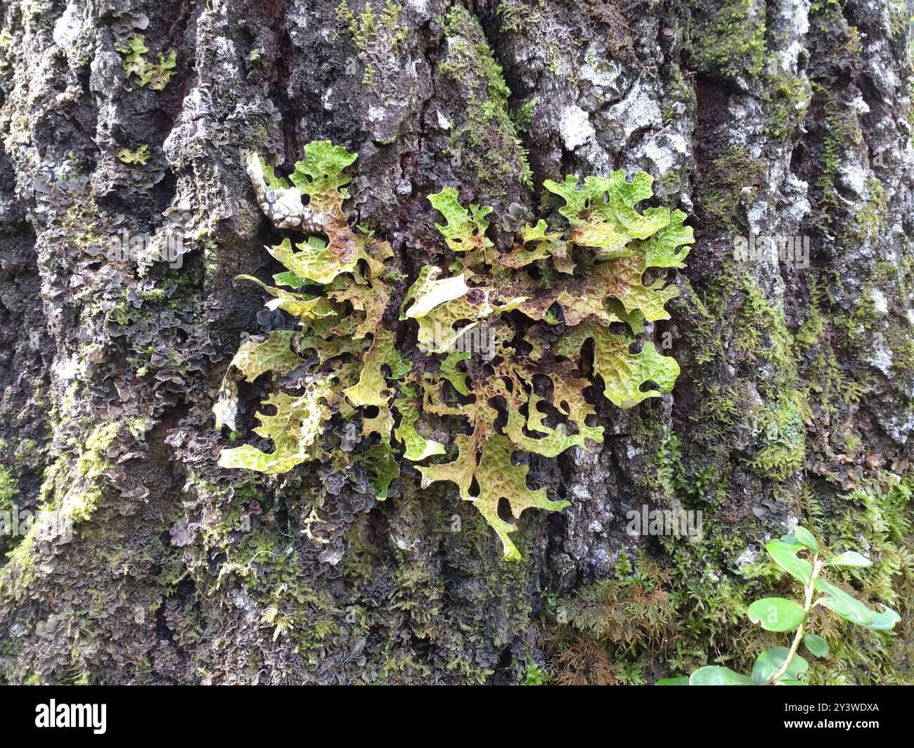 Tree Lungwort (Lobaria pulmonaria) Fungi Stock Photo - Alamy