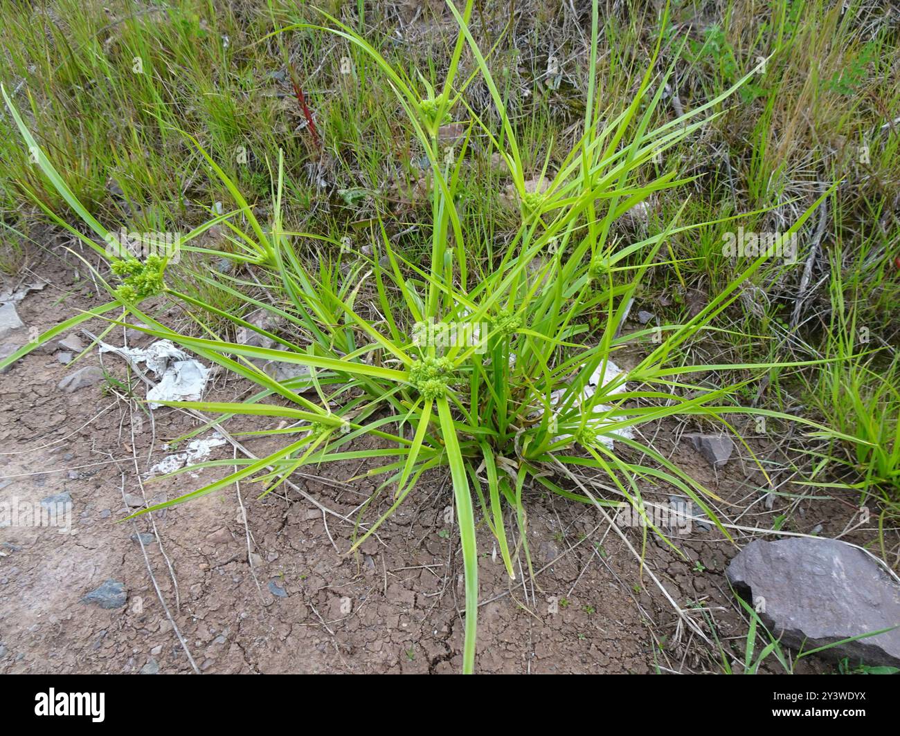 tall flatsedge (Cyperus eragrostis) Plantae Stock Photo - Alamy
