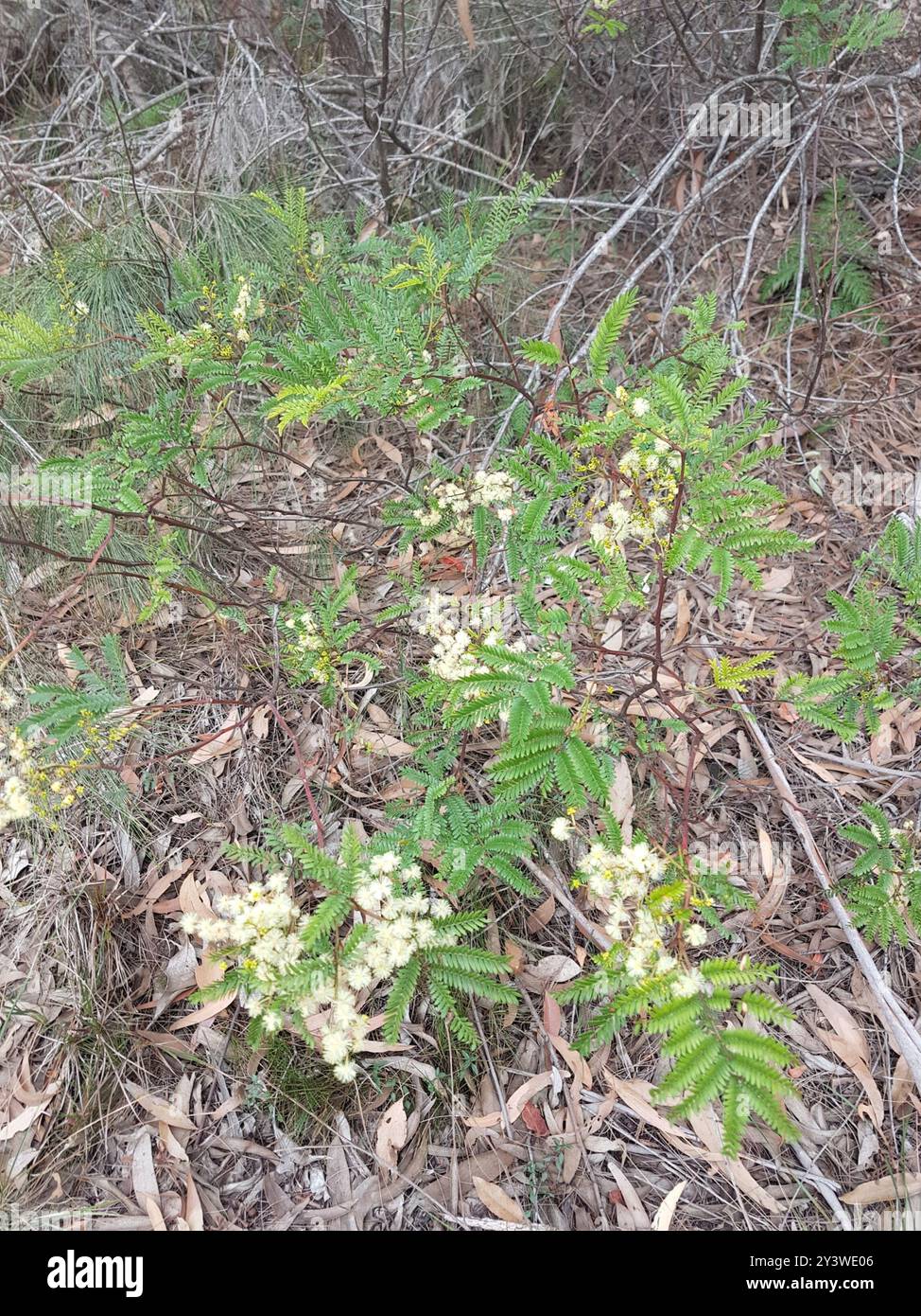 Sunshine Wattle (Acacia terminalis) Plantae Stock Photo - Alamy