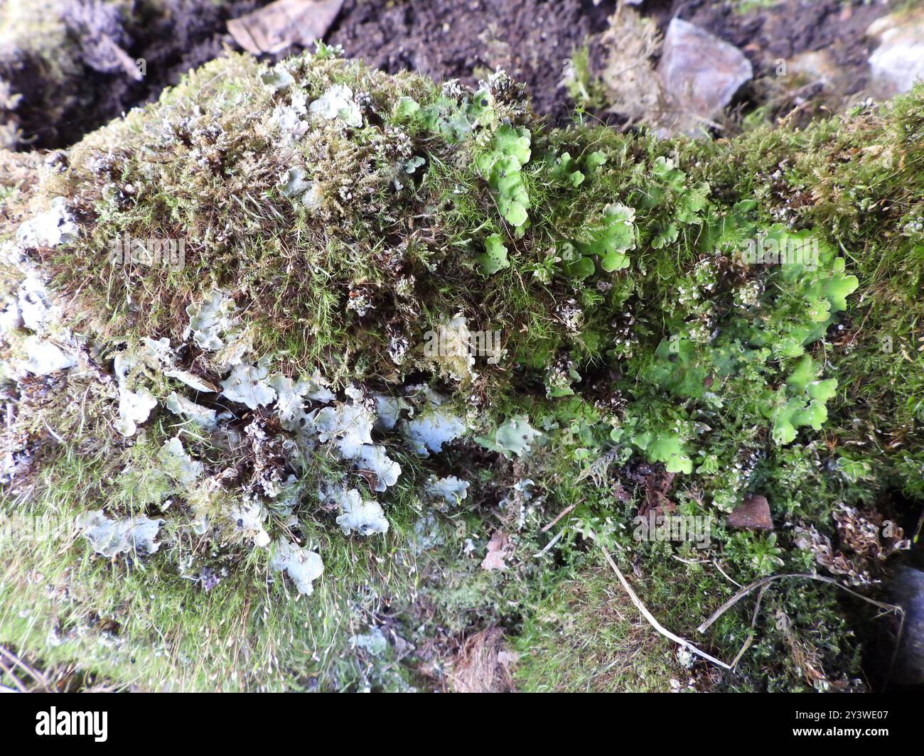 Common Chocolate Chip Lichen (Solorina saccata) Fungi Stock Photo - Alamy