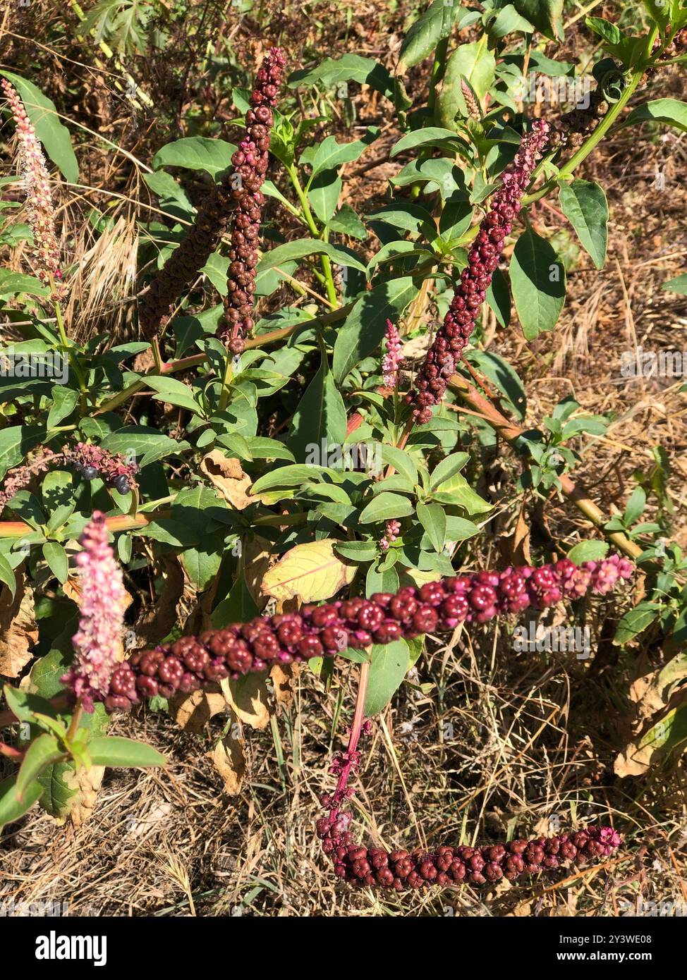 Tropical Pokeweed (Phytolacca icosandra) Plantae Stock Photo - Alamy