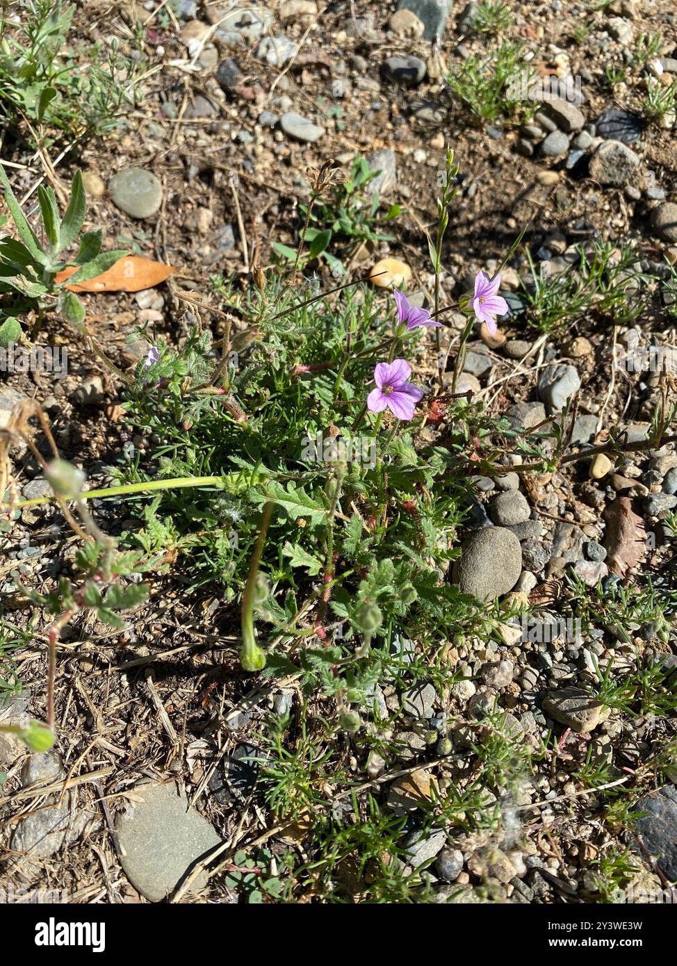 Mediterranean Stork's-bill (Erodium botrys) Plantae Stock Photo - Alamy