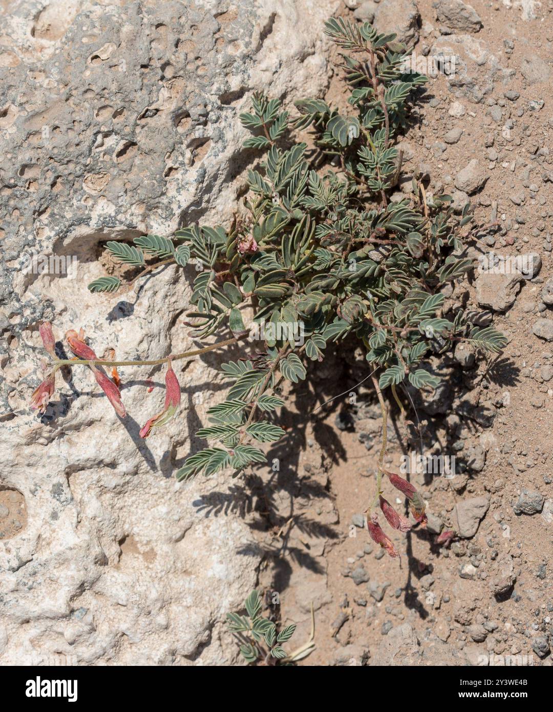 Indian rushpea (Hoffmannseggia glauca) Plantae Stock Photo - Alamy