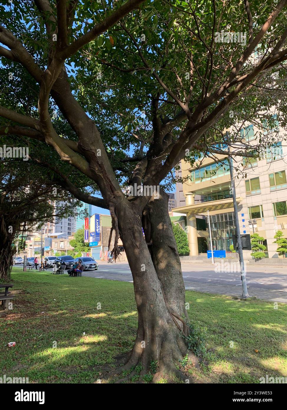 Japanese Superb Fig (Ficus subpisocarpa) Plantae Stock Photo - Alamy