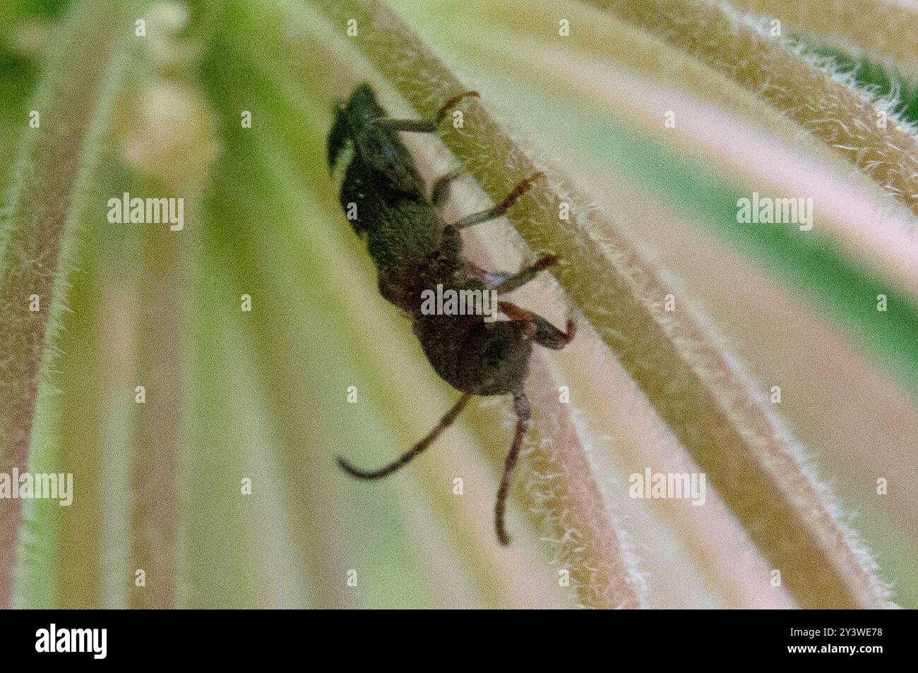 Currant-tip Borer (Psenocerus supernotatus) Insecta Stock Photo - Alamy