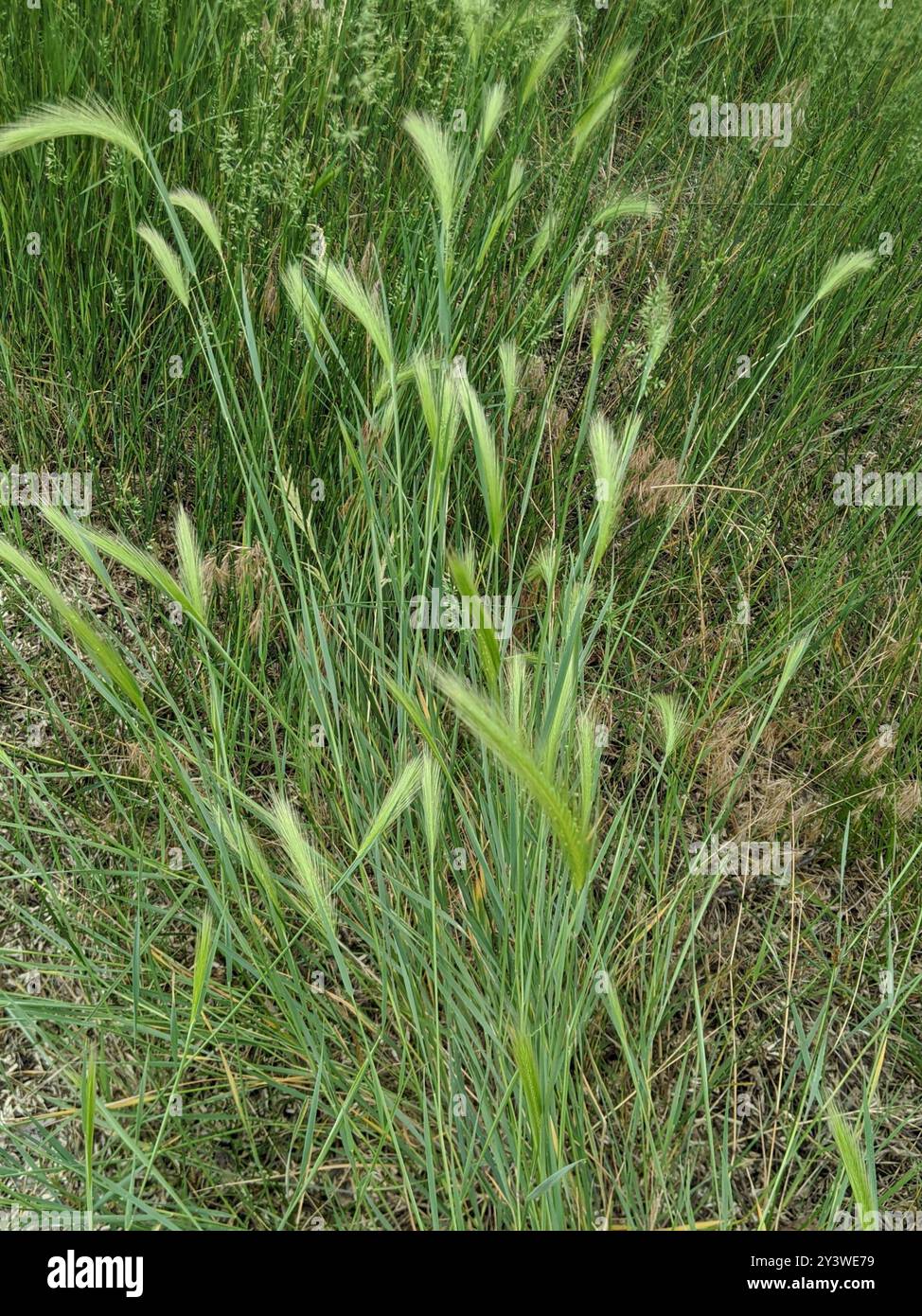 Foxtail Barley (Hordeum jubatum) Plantae Stock Photo - Alamy