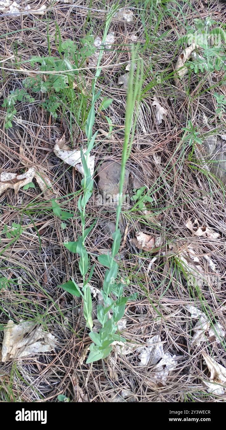 Tower Mustard (Turritis glabra) Plantae Stock Photo - Alamy