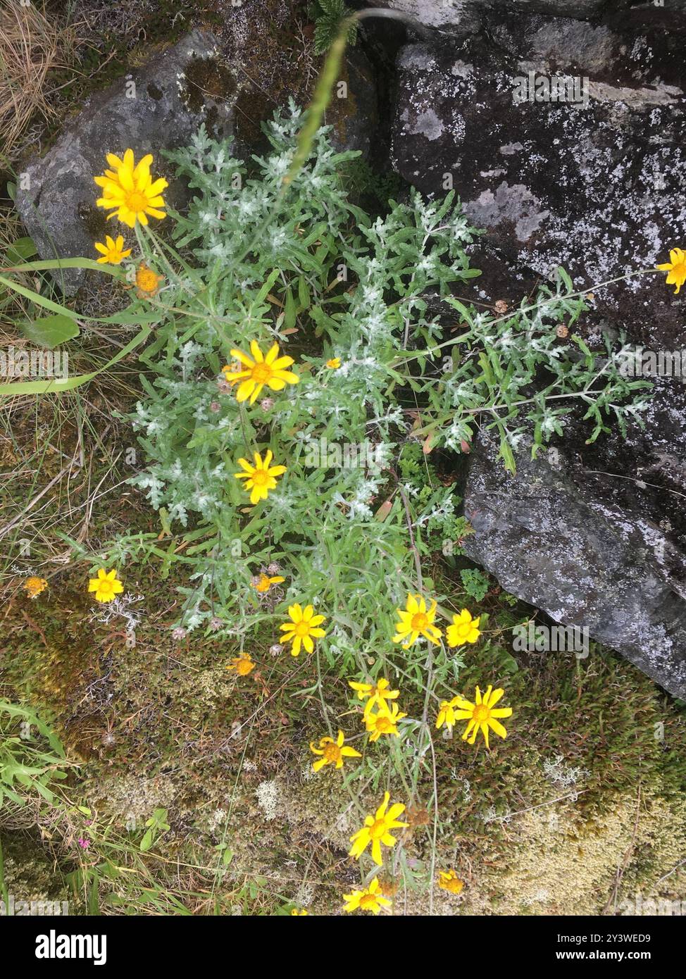 common woolly sunflower (Eriophyllum lanatum) Plantae Stock Photo - Alamy