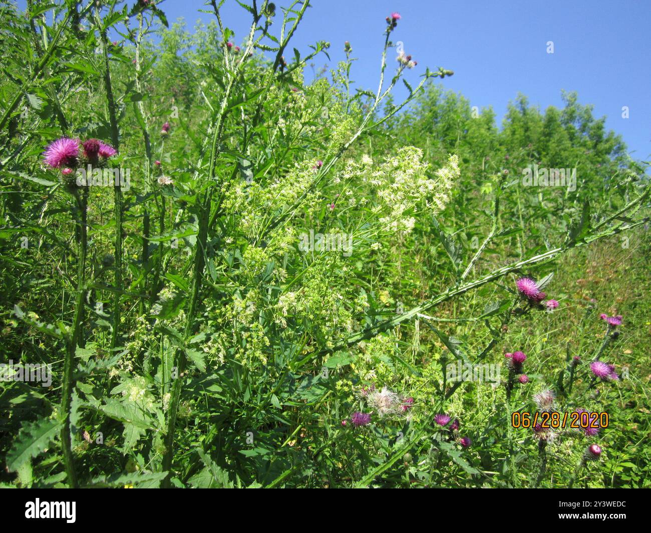 Common Meadow-rue (Thalictrum flavum) Plantae Stock Photo - Alamy