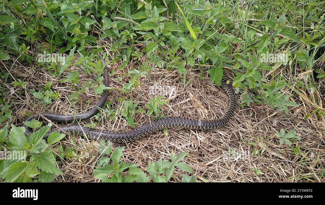 Green Whip Snake (Hierophis viridiflavus) Reptilia Stock Photo - Alamy