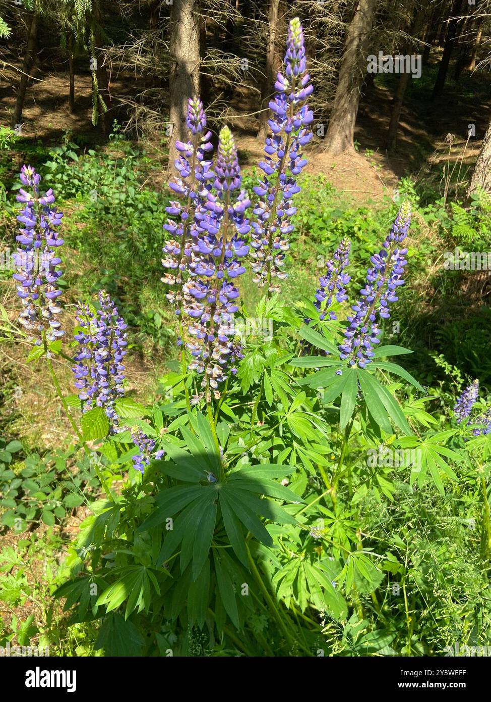 Large-leaved lupine (Lupinus polyphyllus) Plantae Stock Photo - Alamy