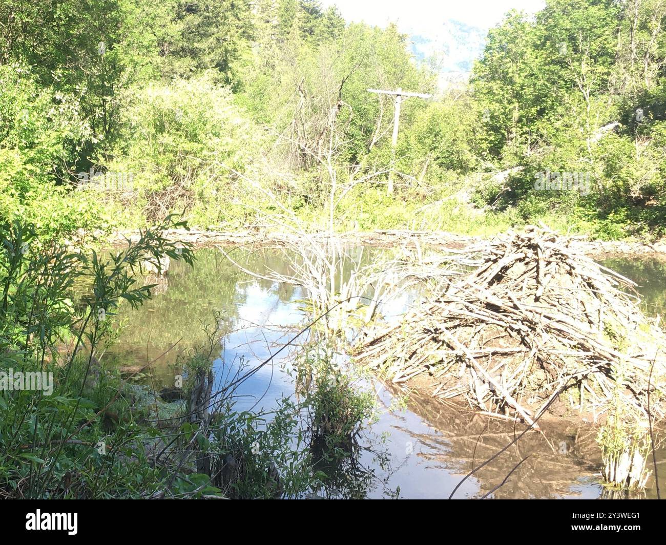 American Beaver (Castor canadensis) Mammalia Stock Photo - Alamy