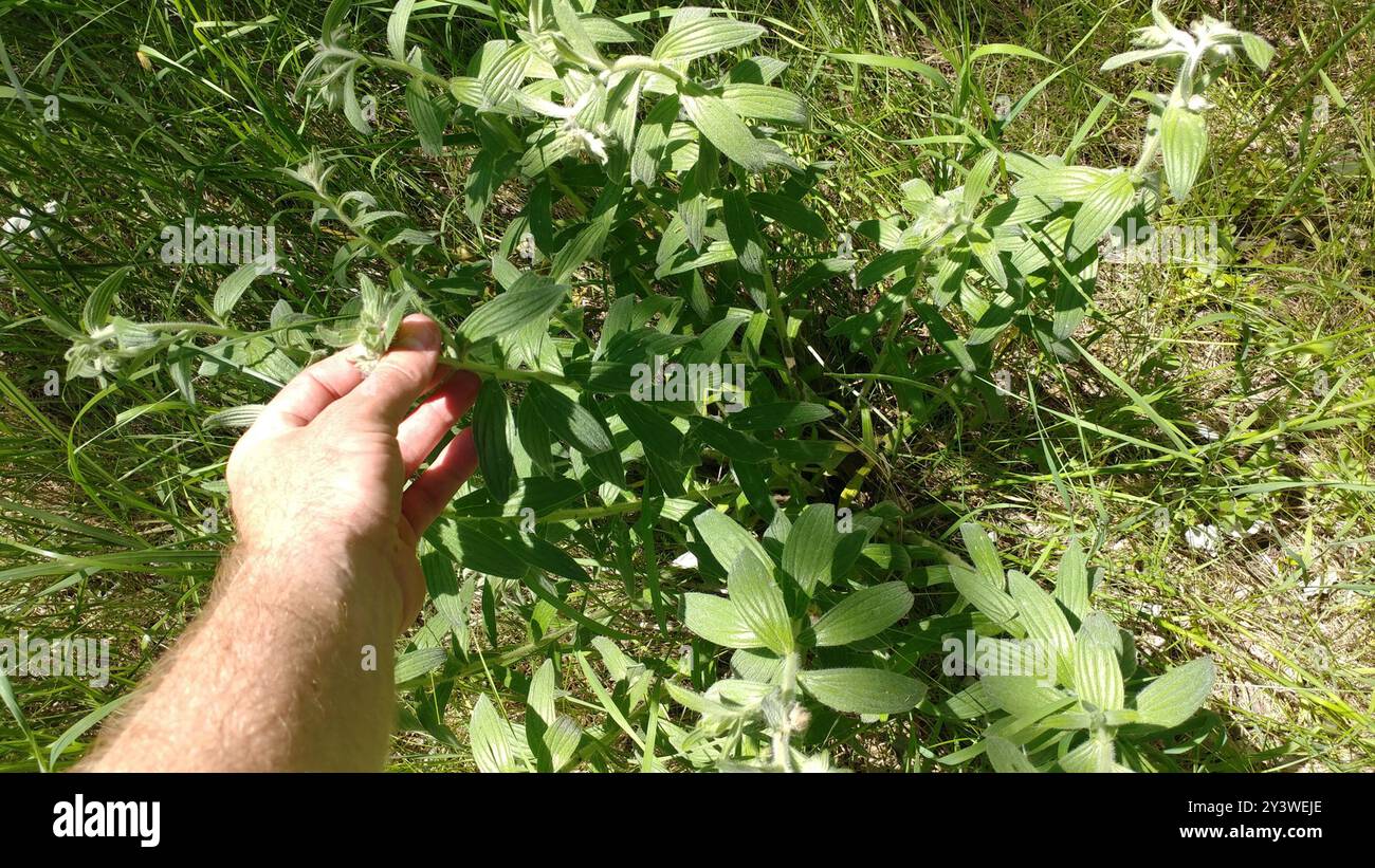 western false gromwell (Lithospermum occidentale) Plantae Stock Photo ...