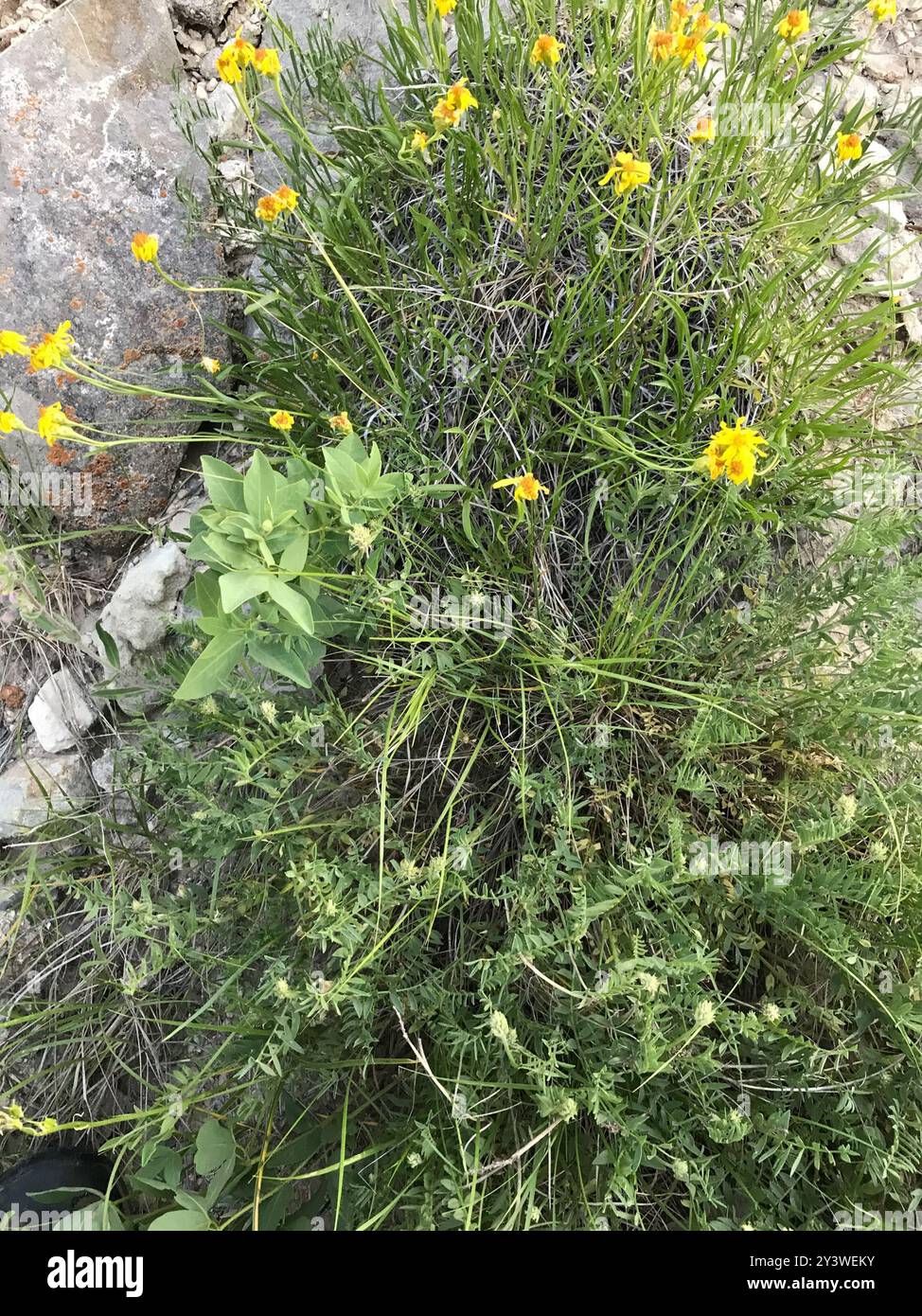 Thrift Mock Goldenweed (Stenotus armerioides) Plantae Stock Photo - Alamy