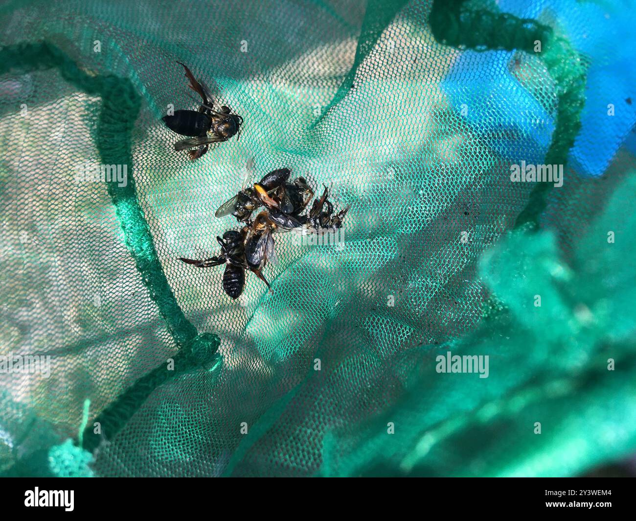 Honey Bees, Bumble Bees, and Allies (Apidae) Insecta Stock Photo - Alamy