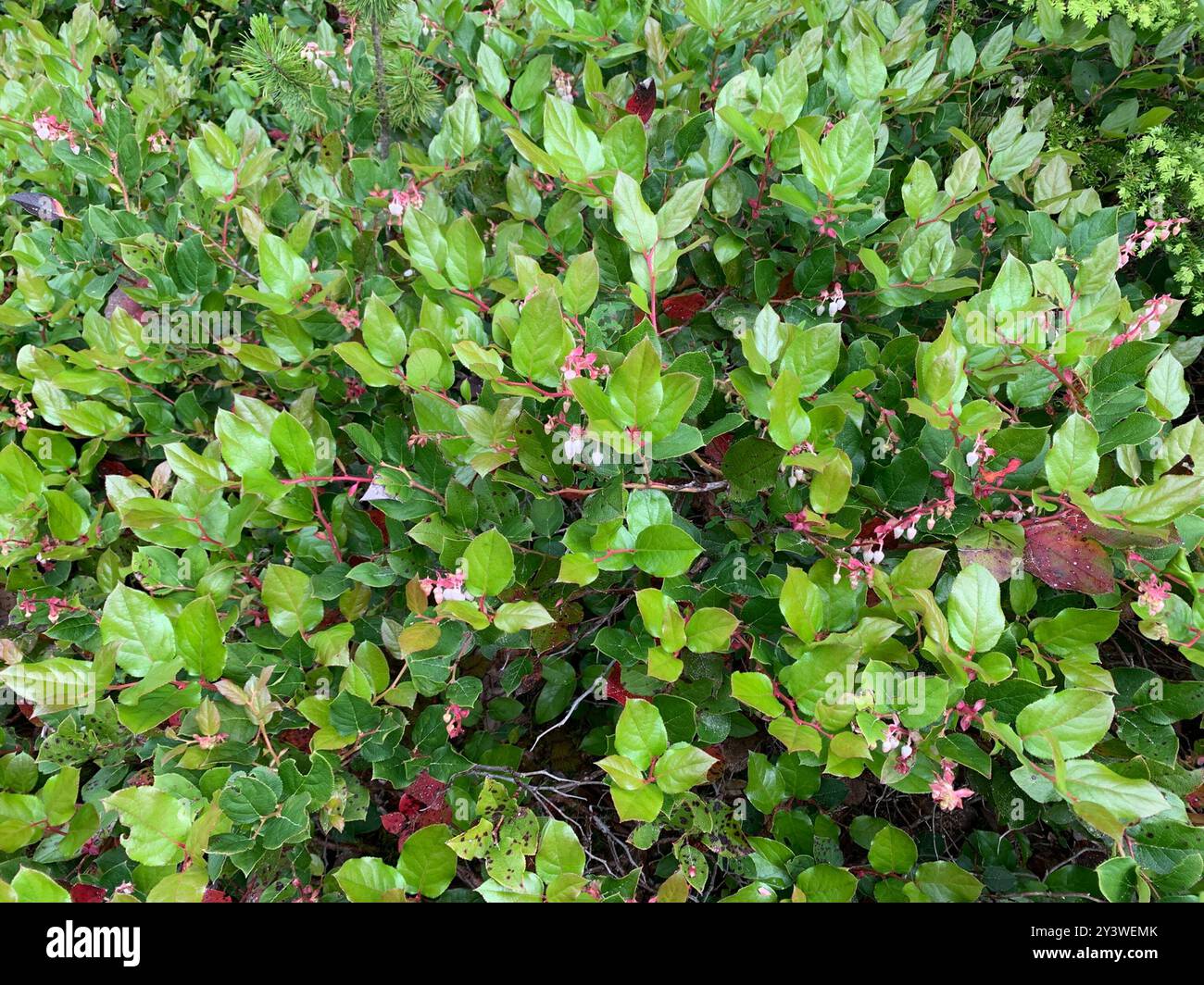 salal (Gaultheria shallon) Plantae Stock Photo - Alamy
