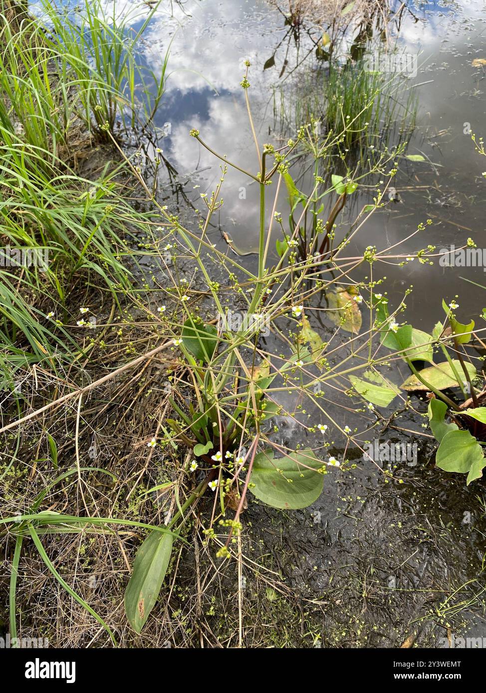 northern water-plantain (Alisma triviale) Plantae Stock Photo - Alamy