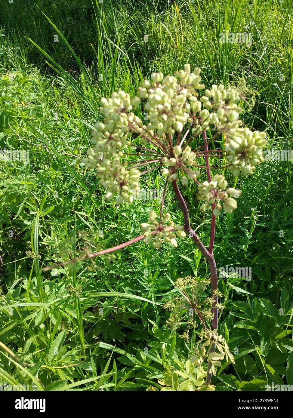 purple-stemmed angelica (Angelica atropurpurea) Plantae Stock Photo - Alamy