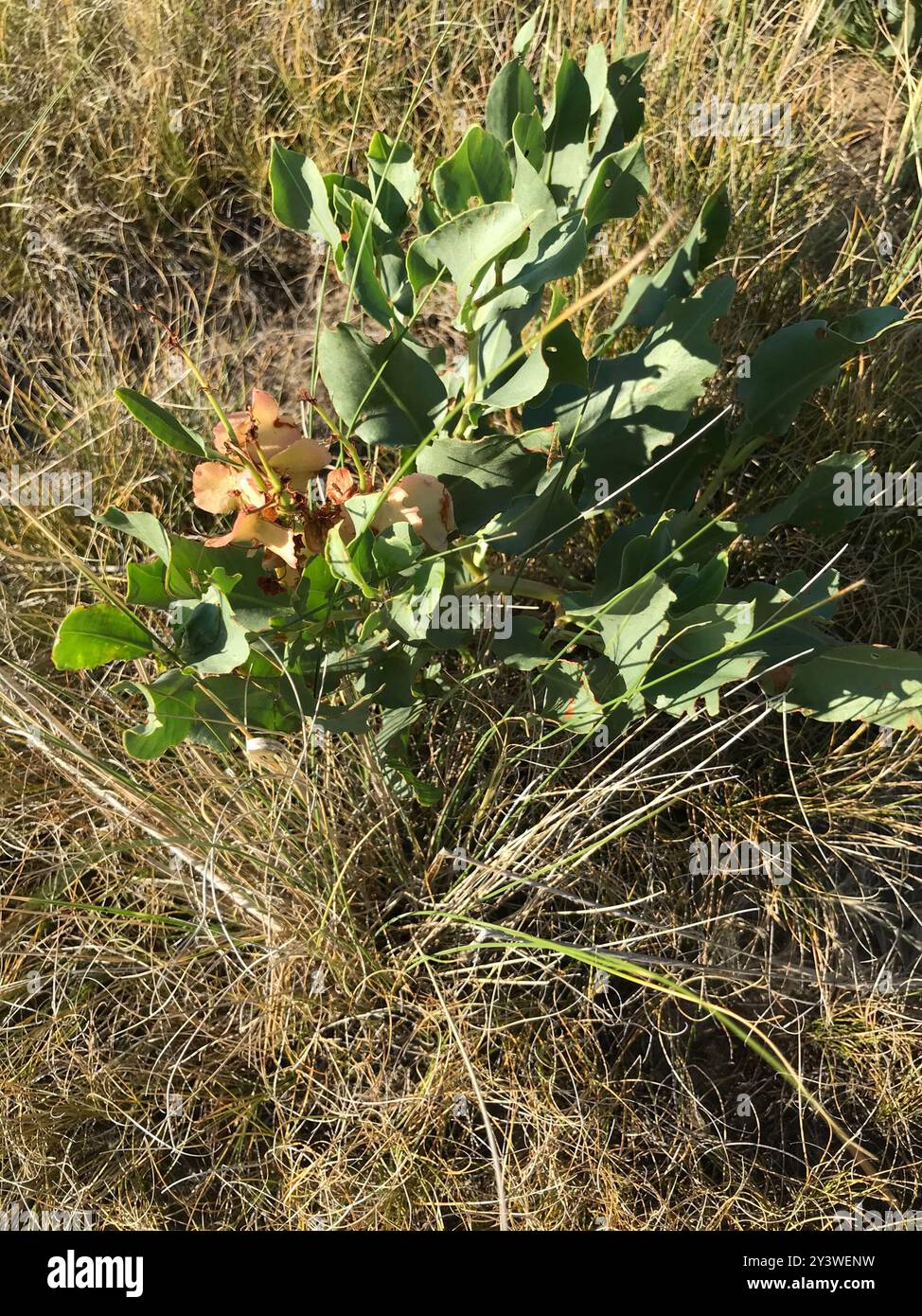 winged dock (Rumex venosus) Plantae Stock Photo - Alamy
