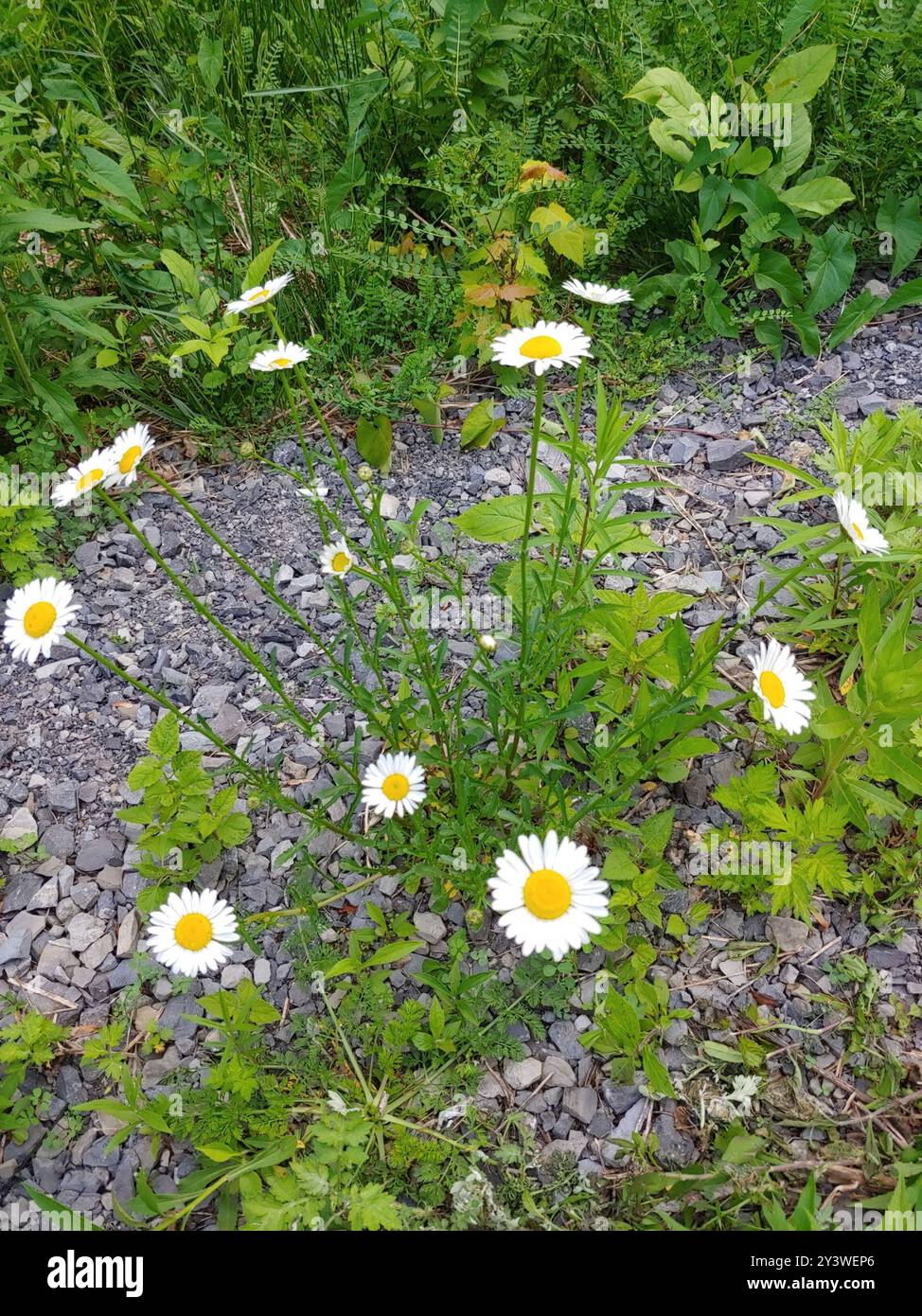 oxeye daisy (Leucanthemum vulgare) Plantae Stock Photo - Alamy