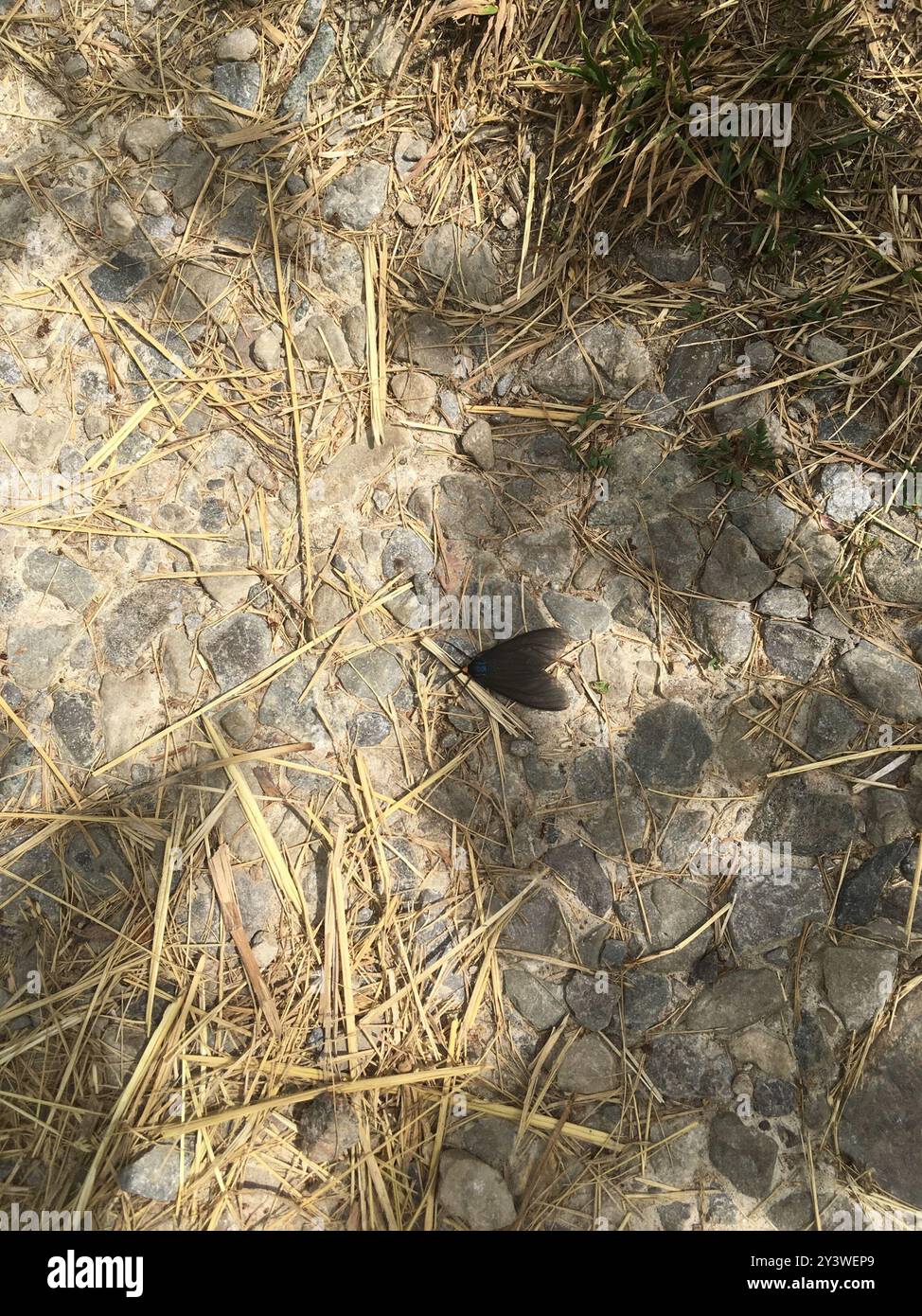 Virginia Ctenucha Moth (Ctenucha virginica) Insecta Stock Photo - Alamy