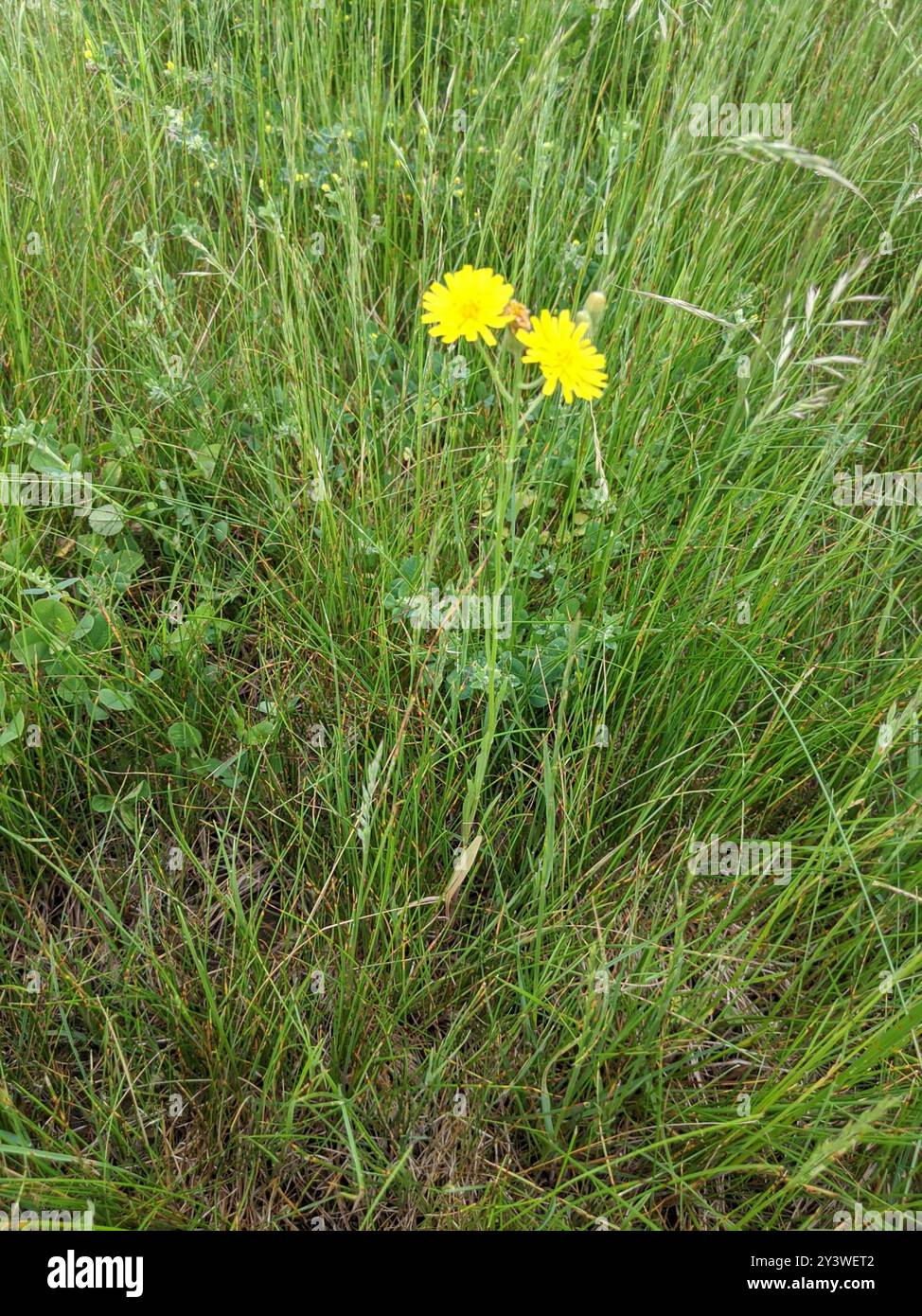 narrow-leaved hawksbeard (Crepis tectorum) Plantae Stock Photo - Alamy