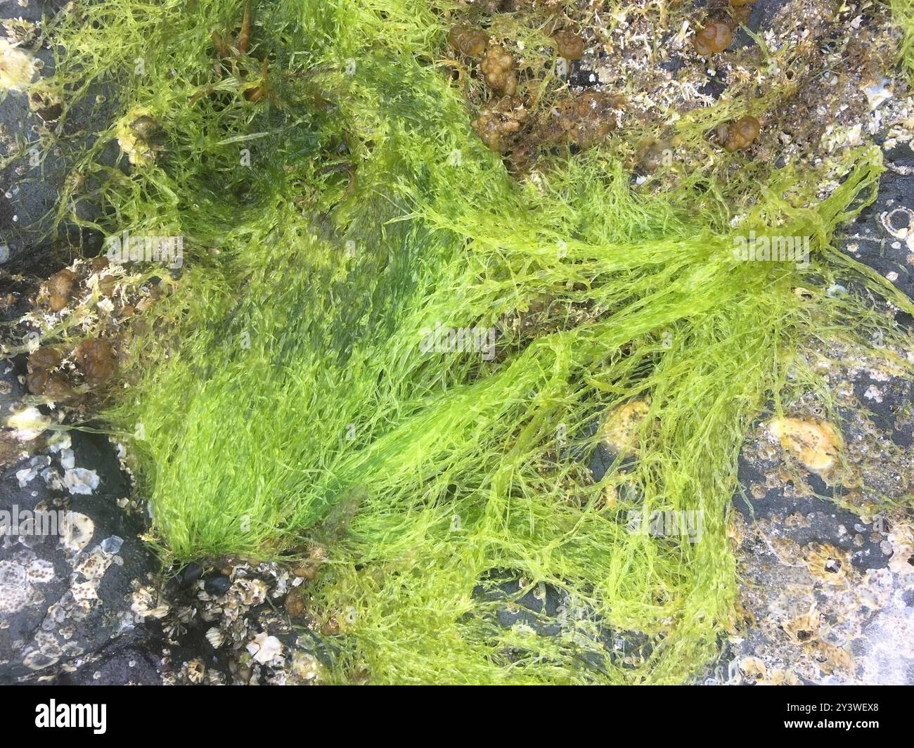 Gutweed (Ulva intestinalis) Plantae Stock Photo - Alamy